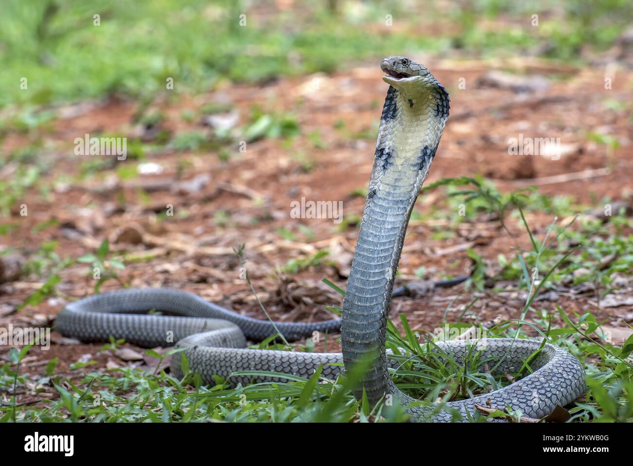 King Cobra in attack position Stock Photo - Alamy