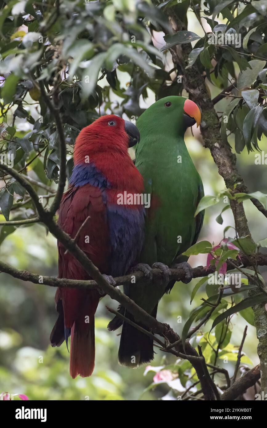 Red and green lory parrots with their vivid and beautiful feather on a ...