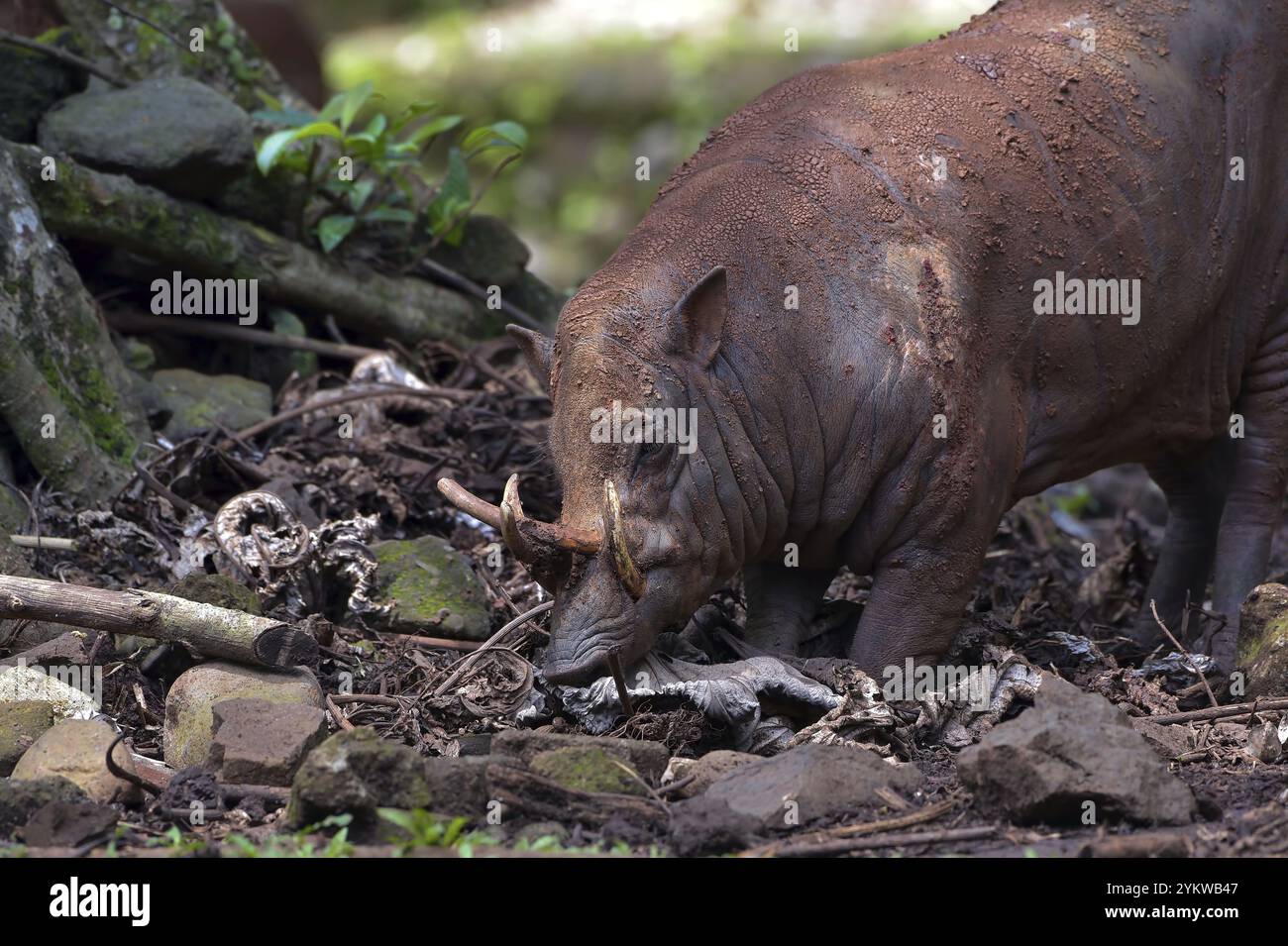 Close up photo of a Babirusa Sulawesi Utara (Babyrousa celebensis Stock ...