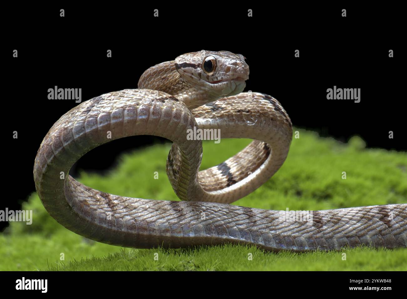 Dog-toothed Cat Snake in attack position Stock Photo - Alamy