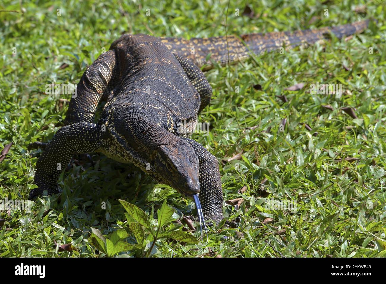 Big monitor lizard walking on a grass Stock Photo - Alamy