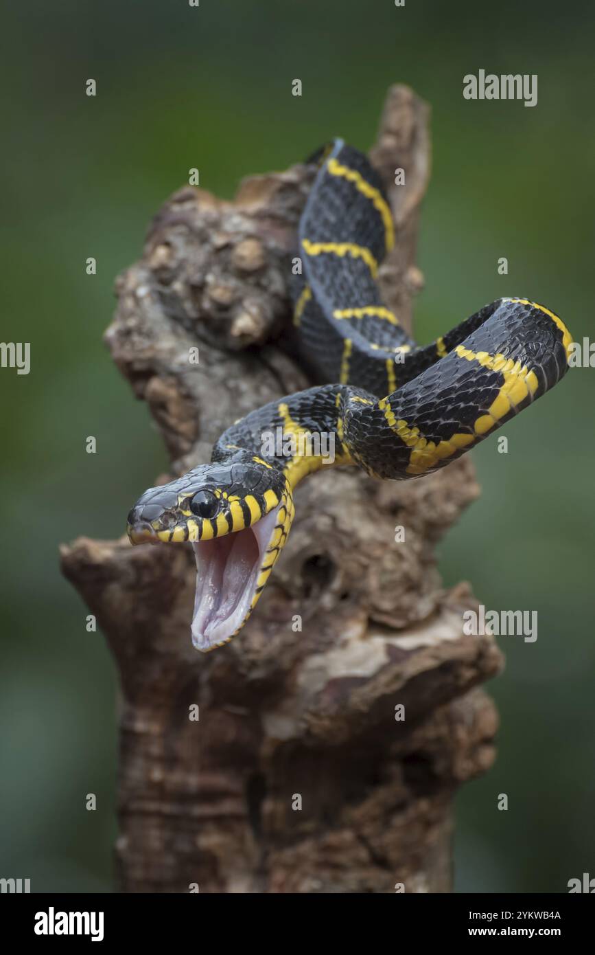 The gold-ringed cat snake in attacking position Stock Photo - Alamy