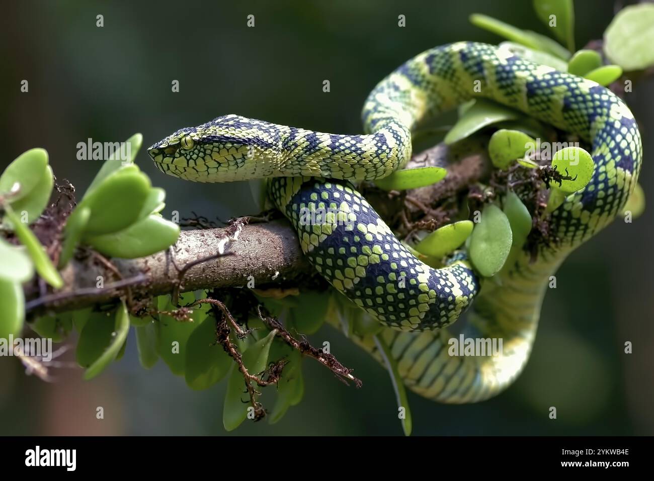 Temple pit viper raising its head Stock Photo - Alamy