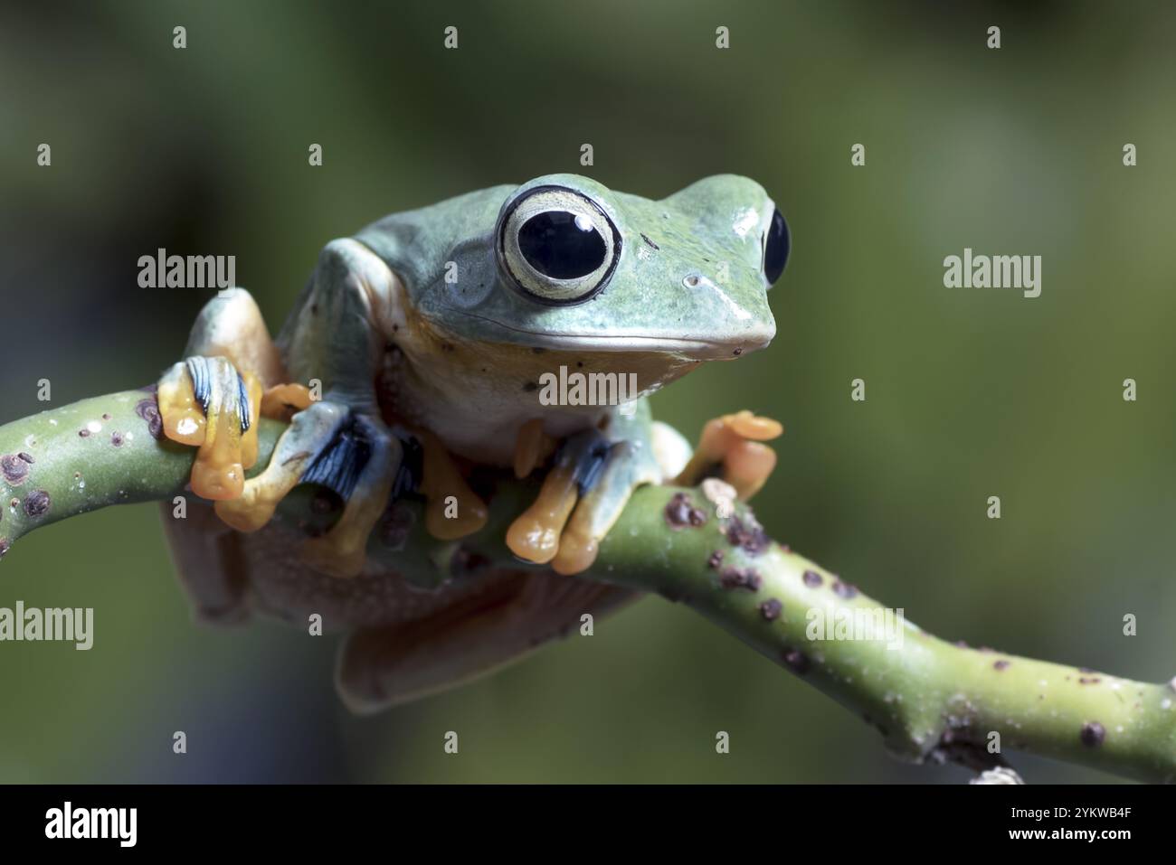 Flying frog in flight hi-res stock photography and images - Alamy