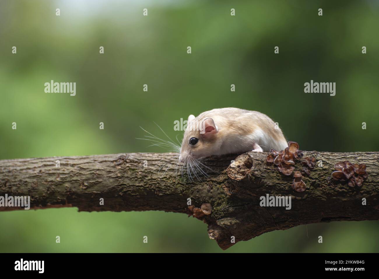 Desert rat hi-res stock photography and images - Alamy