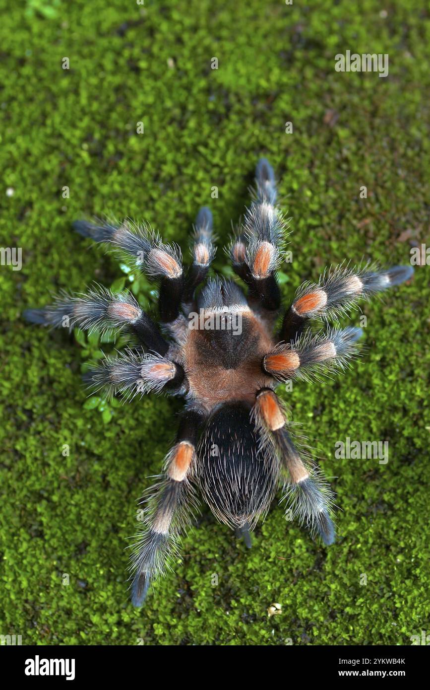 Thai tarantula hi-res stock photography and images - Alamy
