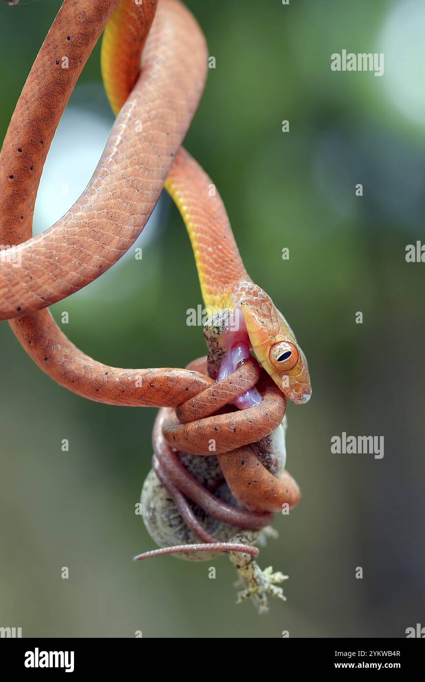 Giant red snake hi-res stock photography and images - Alamy