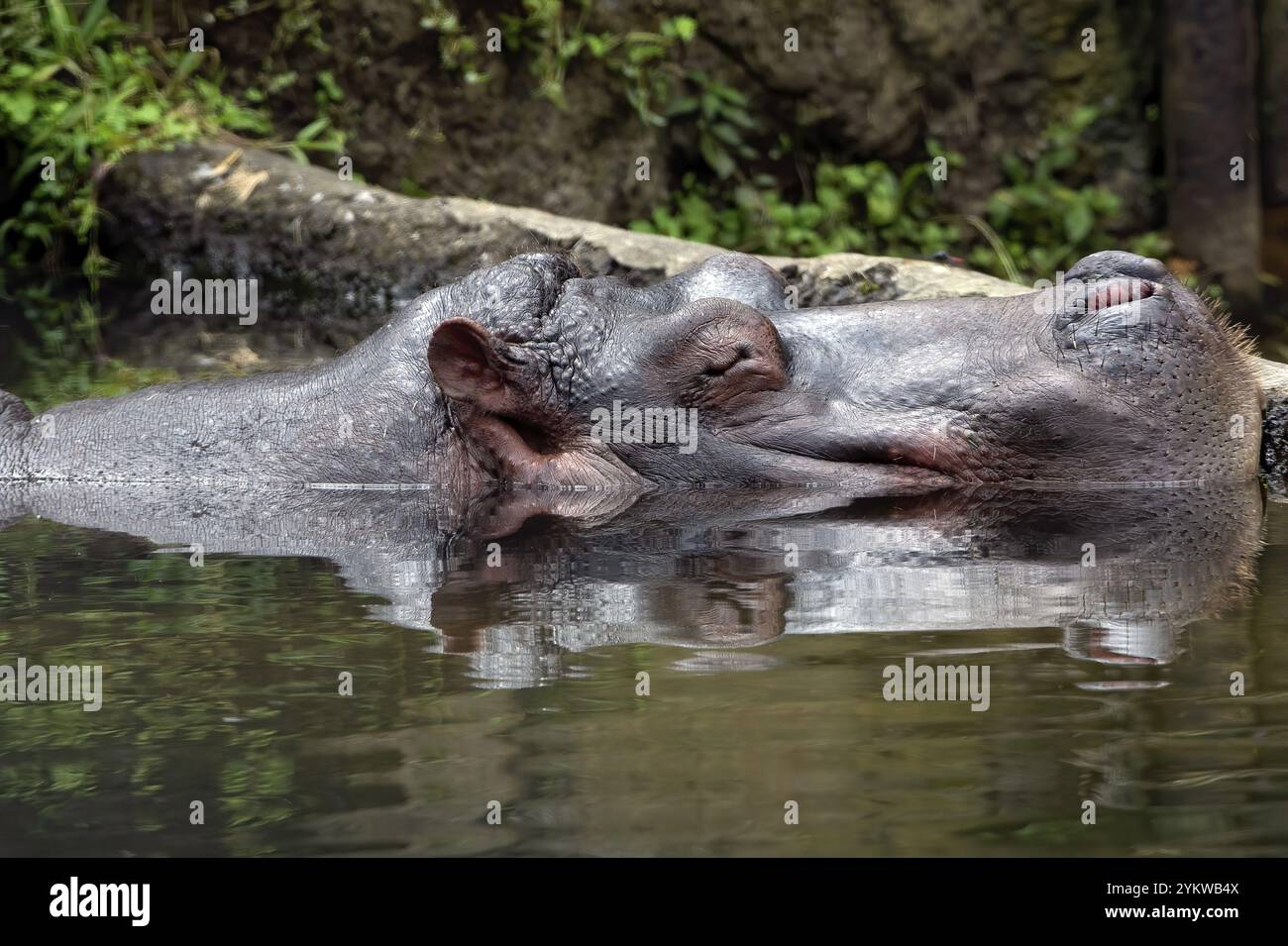 Hippotamus swimming in the ponds Stock Photo - Alamy