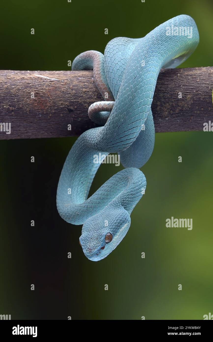 Small Sunda pit viper (Trimeresurus insularis) coiled on a branch Stock ...