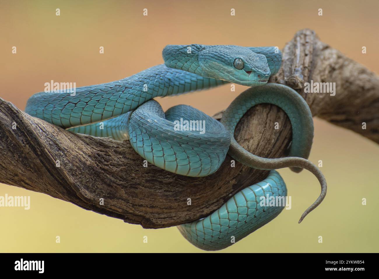 The white-lipped pit viper, is a venomous pit viper species endemic to ...