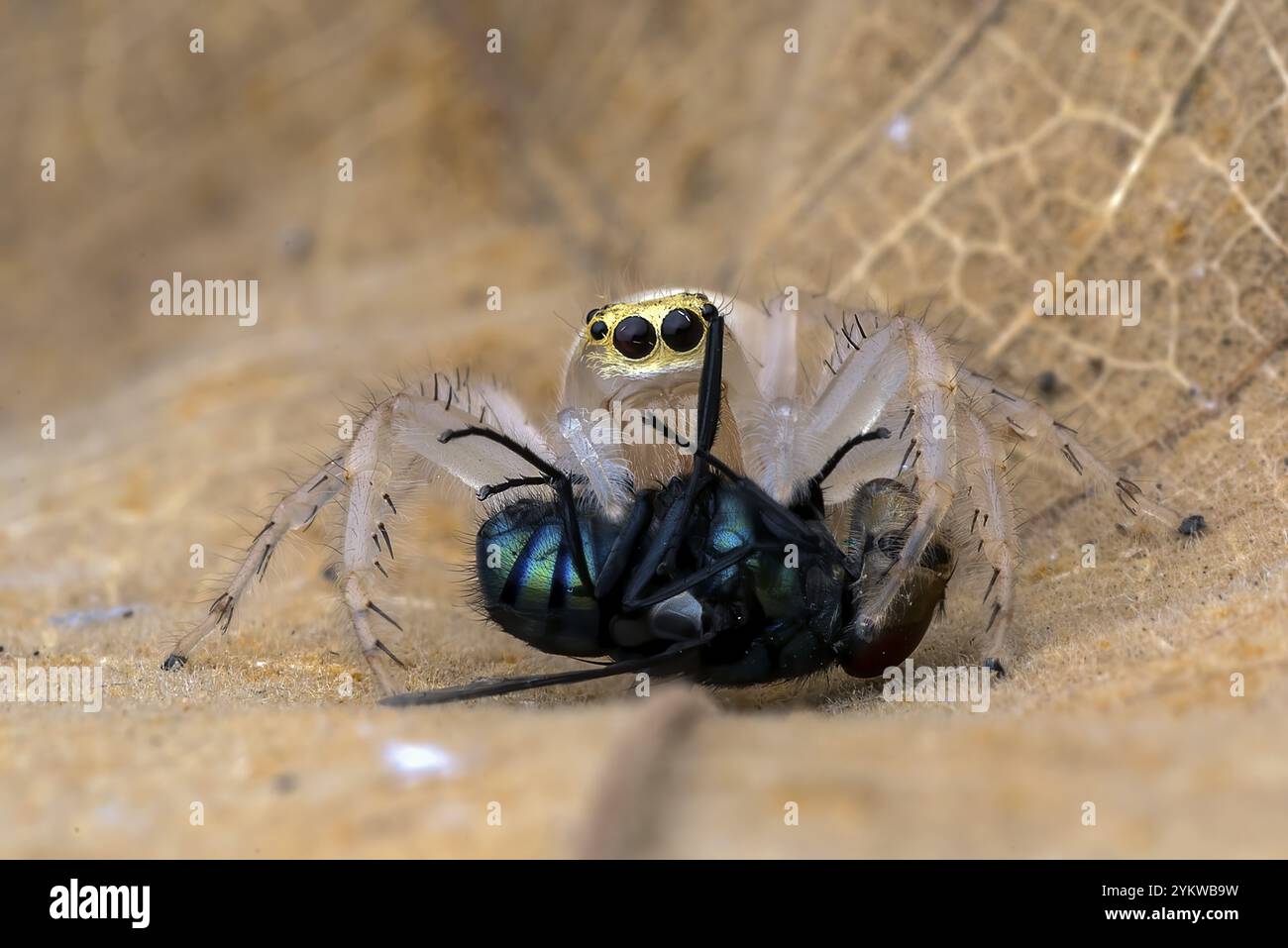 Insect eating mammals hi-res stock photography and images - Alamy