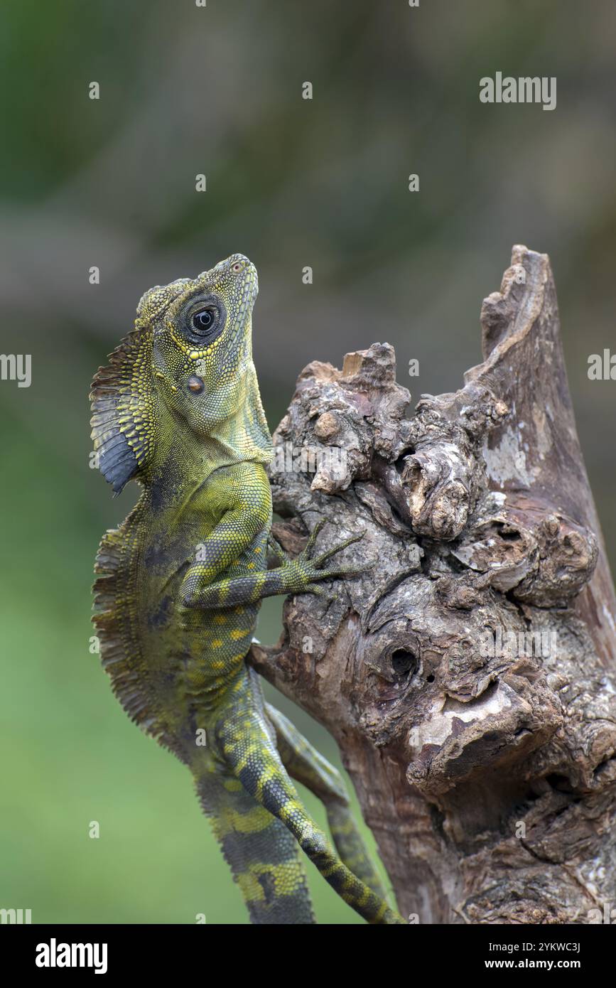 Lizard head wilderness hi-res stock photography and images - Alamy