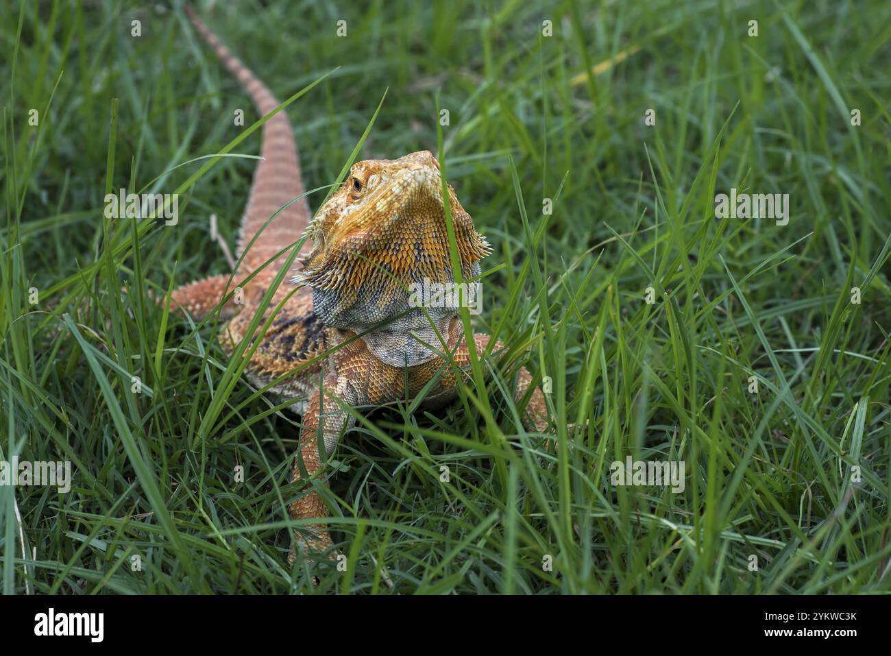 Pogona vitticeps, Bearded dragon from australia Stock Photo - Alamy