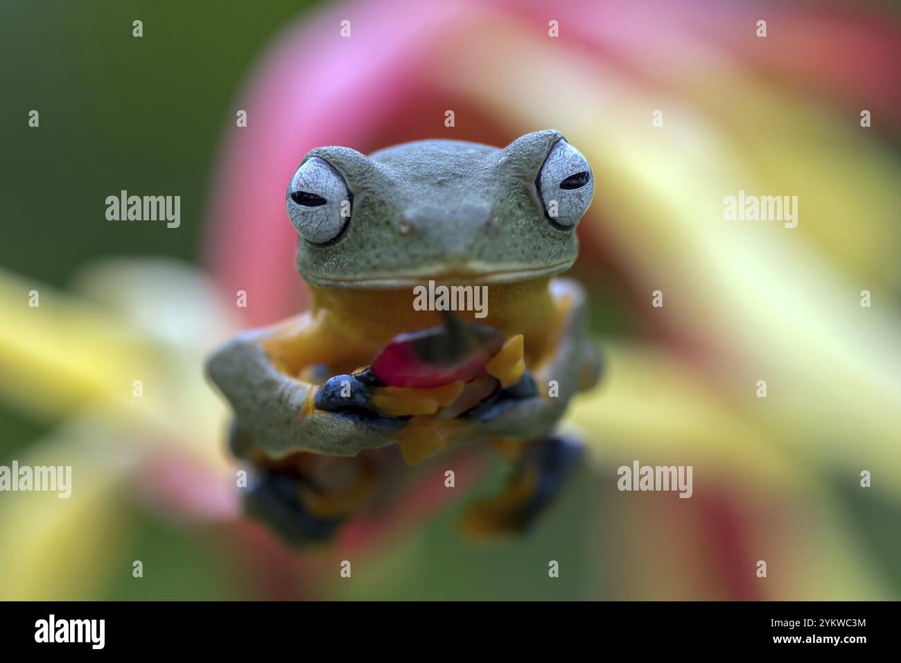 Australasian tree frogs hi-res stock photography and images - Alamy