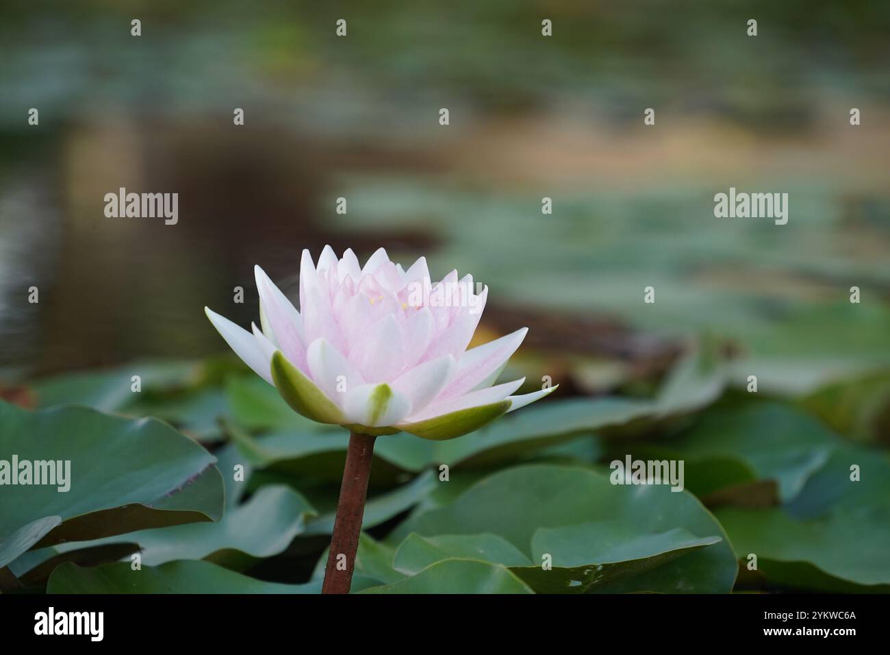 Water lily over a beautiful fake lake Stock Photo - Alamy