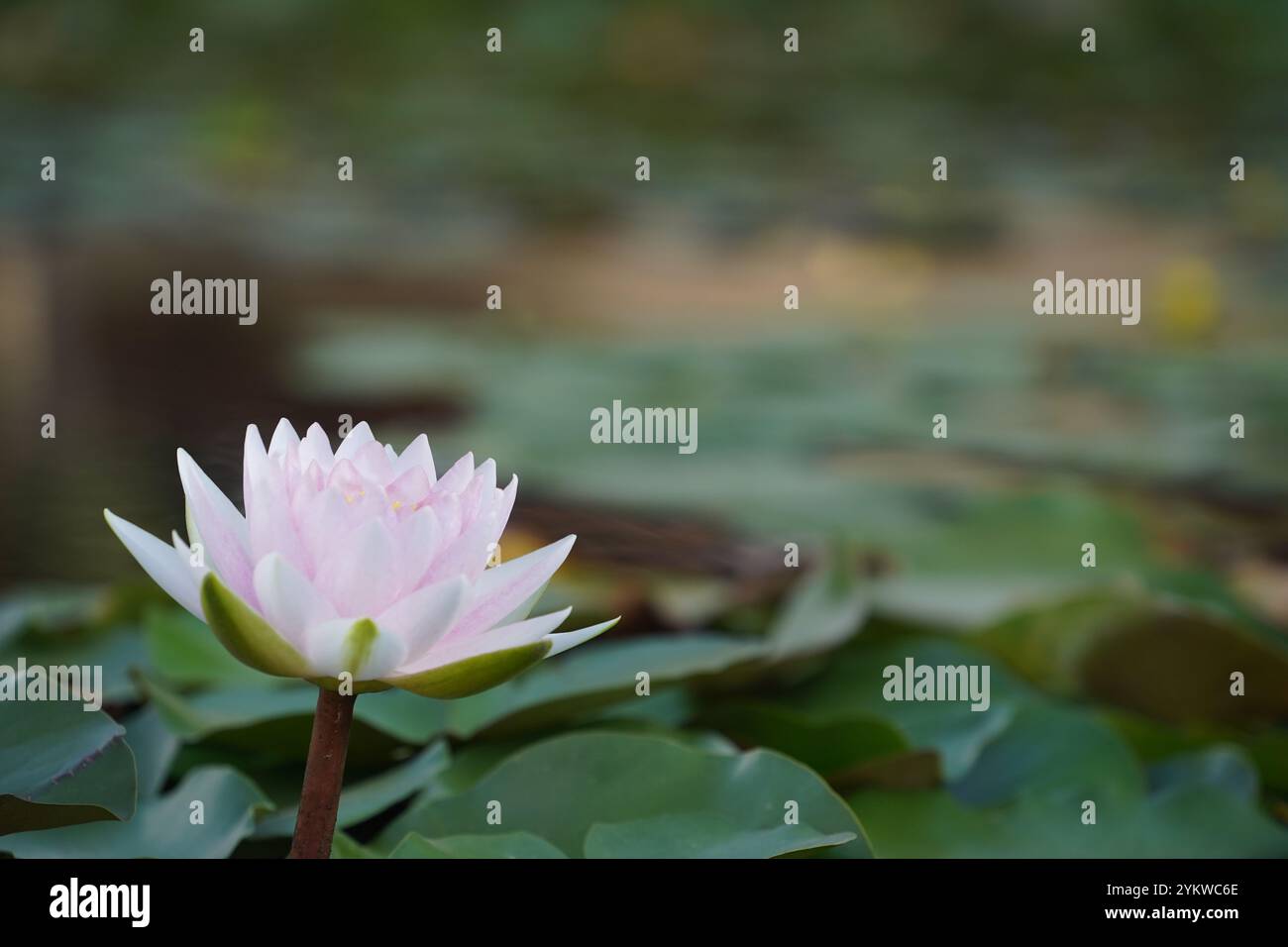Water lily over a beautiful fake lake Stock Photo - Alamy