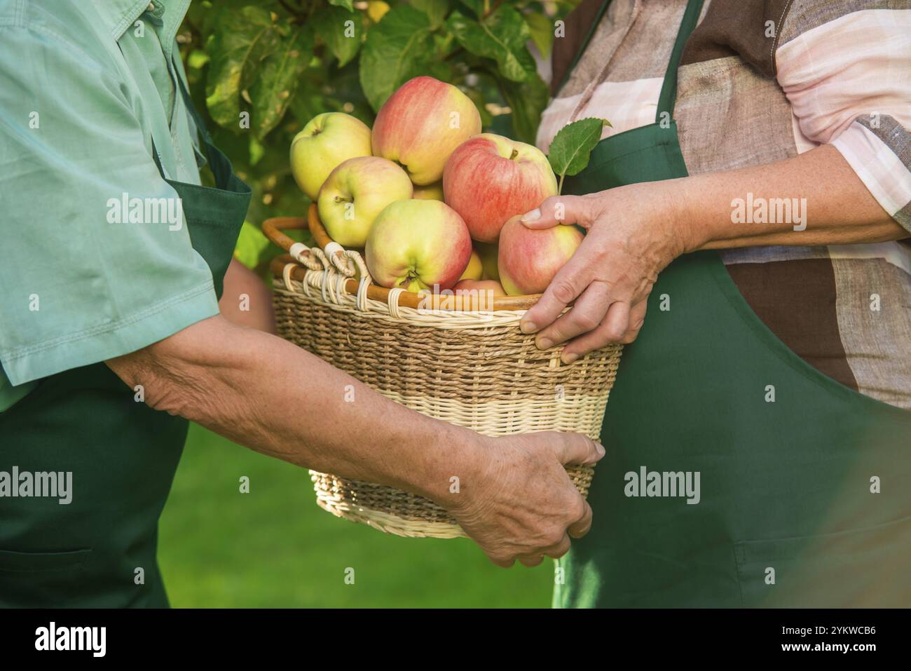 Grandpas hands hi-res stock photography and images - Alamy