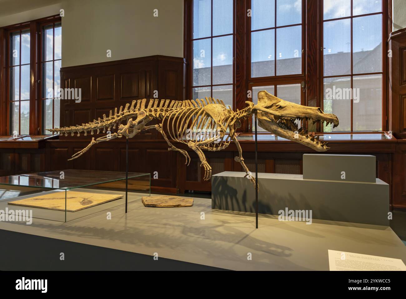 Maiacetus hi-res stock photography and images - Alamy