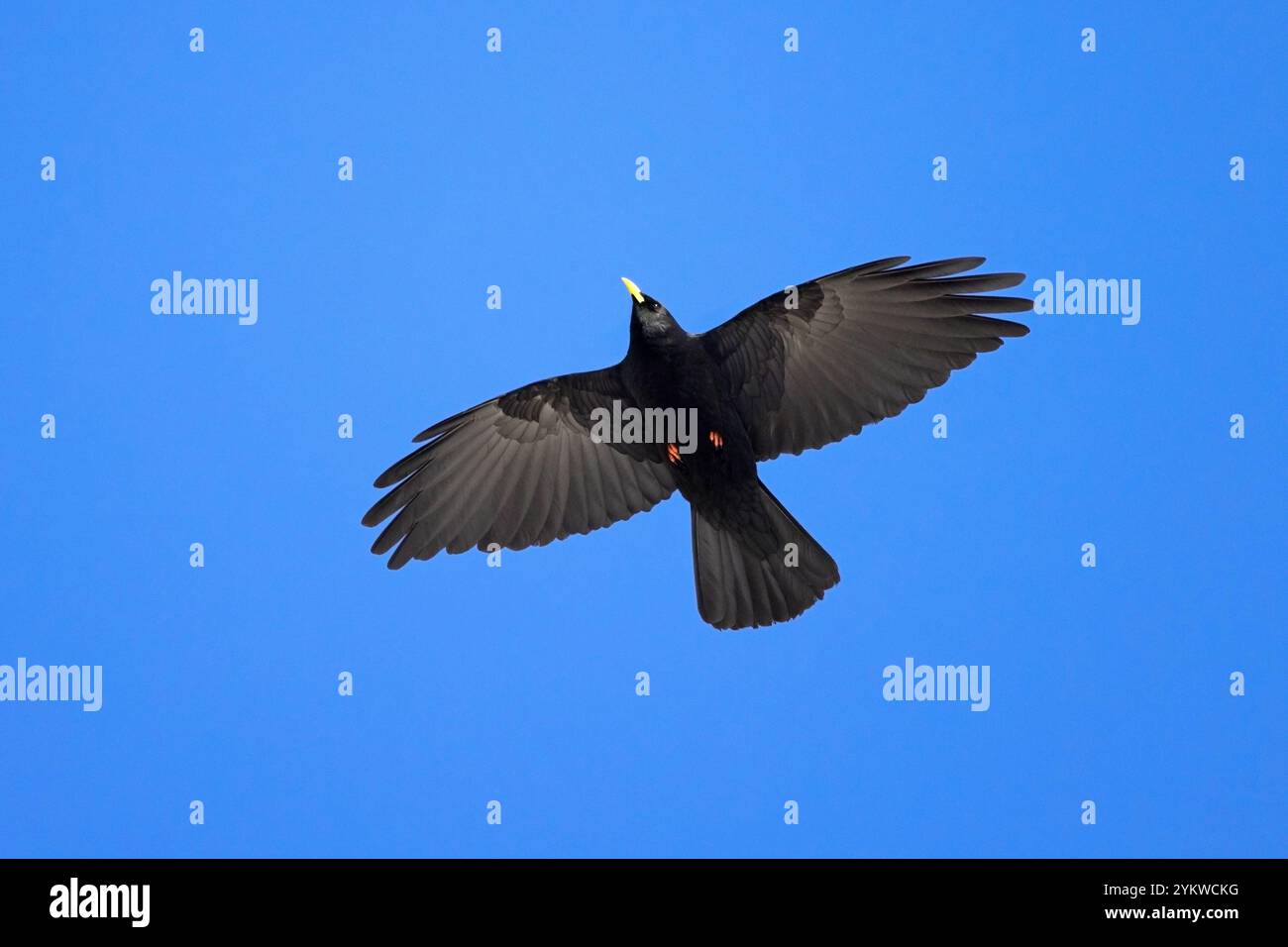 Alpine chough / yellow-billed chough (Pyrrhocorax graculus / Corvus ...