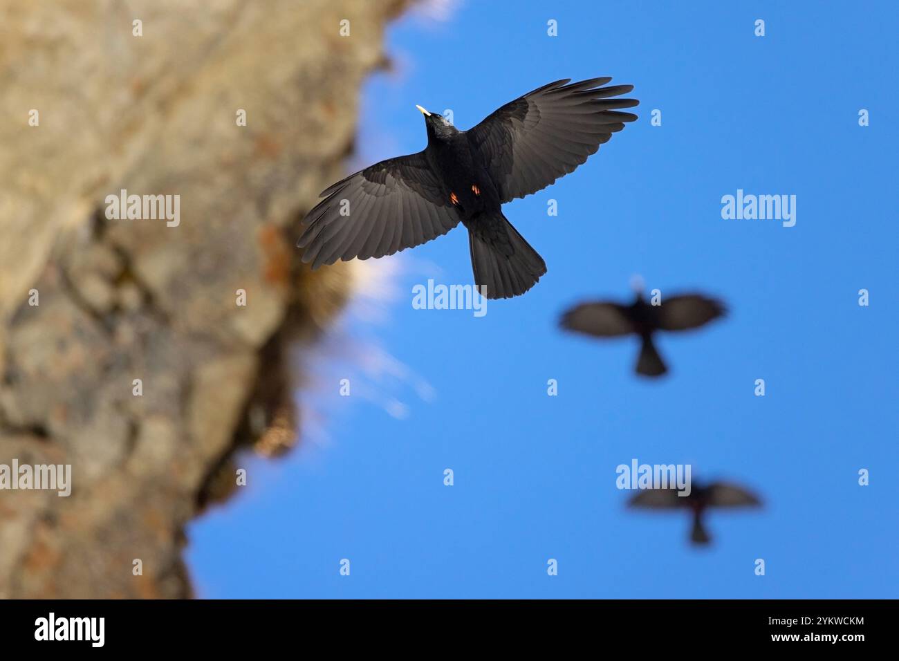 Three Alpine choughs / yellow-billed chough group (Pyrrhocorax graculus ...