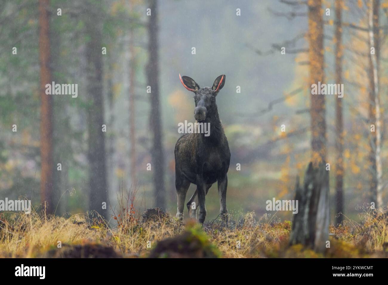 Moose / elk (Alces alces) young bull / male in the rain with small ...