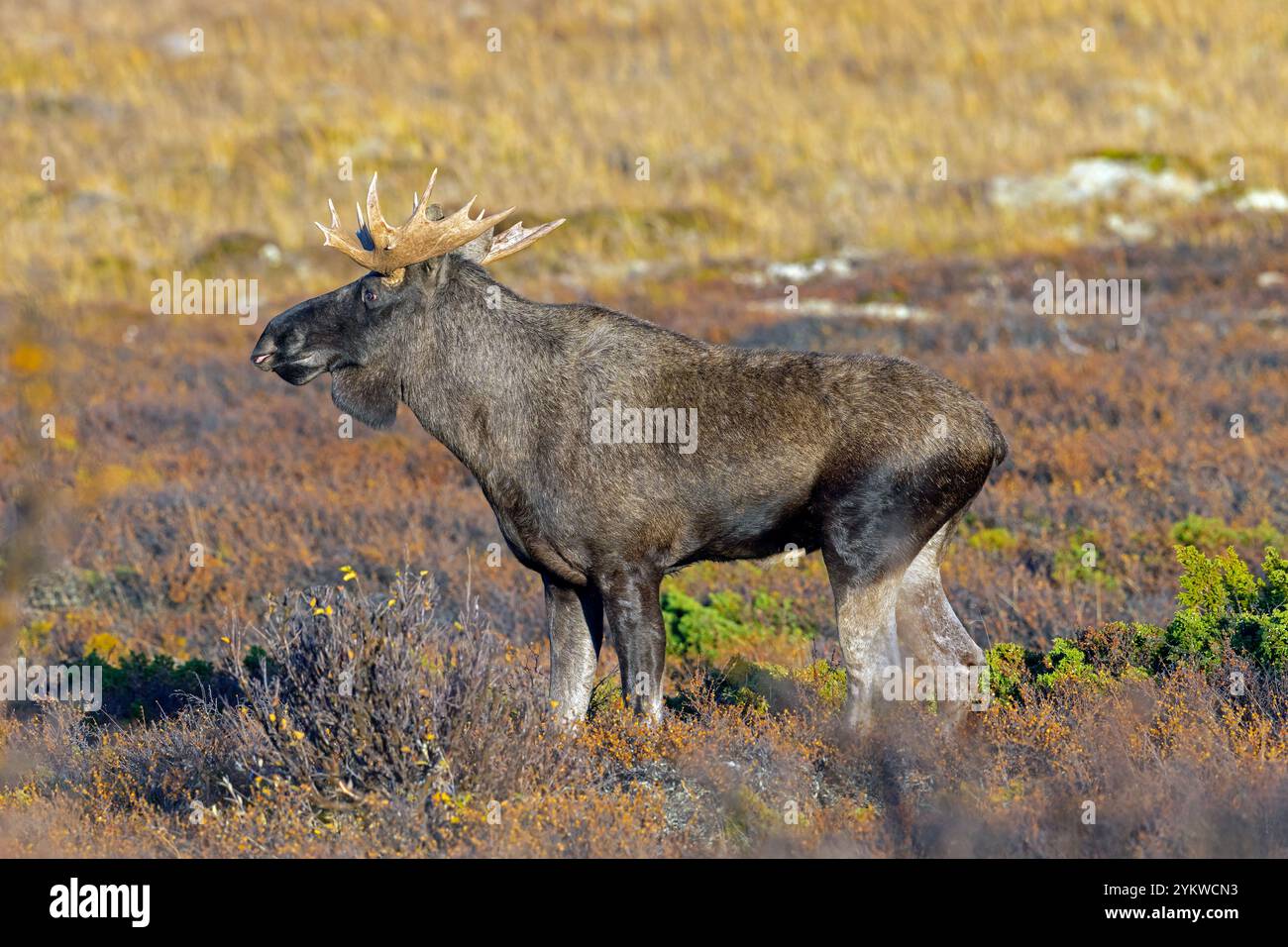 Moose / elk (Alces alces), adult bull / male foraging on the tundra in ...