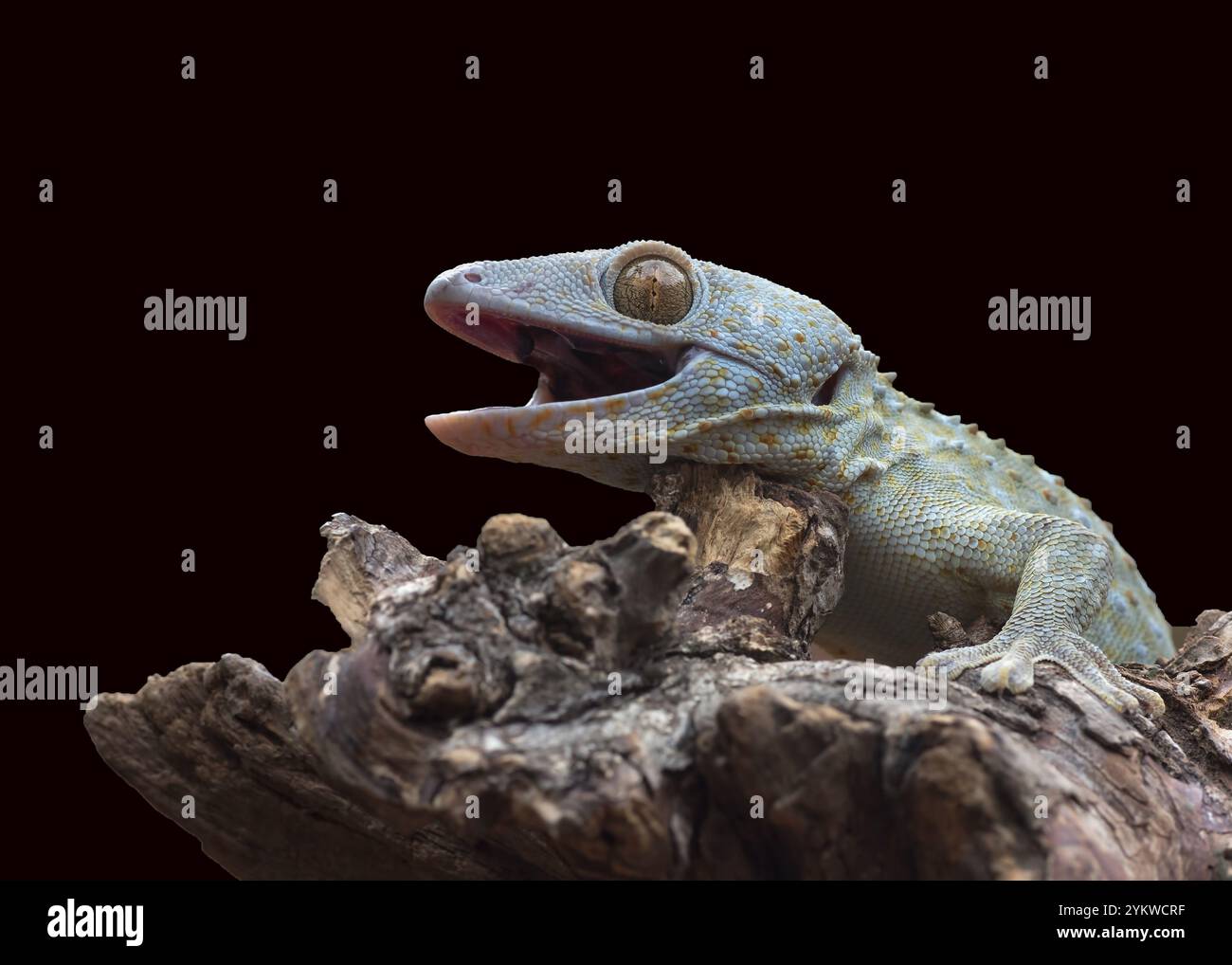 Close up photo of the tokay gecko (Gekko gecko Stock Photo - Alamy