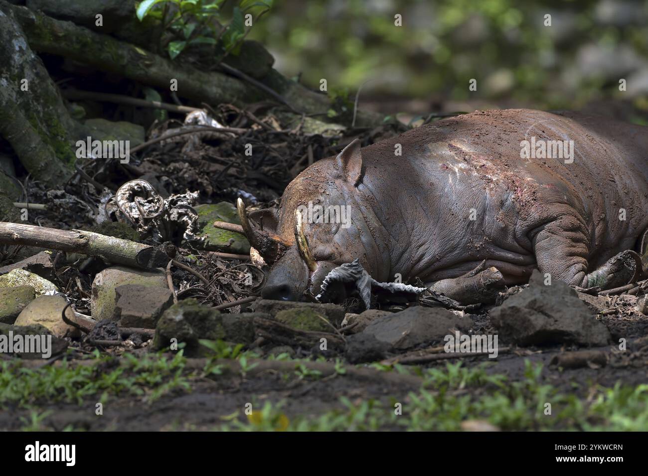 Close up photo of a Babirusa Sulawesi Utara (Babyrousa celebensis Stock ...