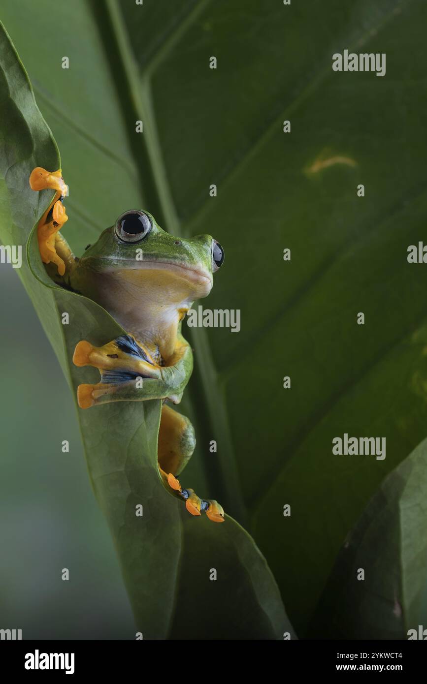Green tree flying frog (Rhacophorus reinwarditii) on a leaf Stock Photo ...