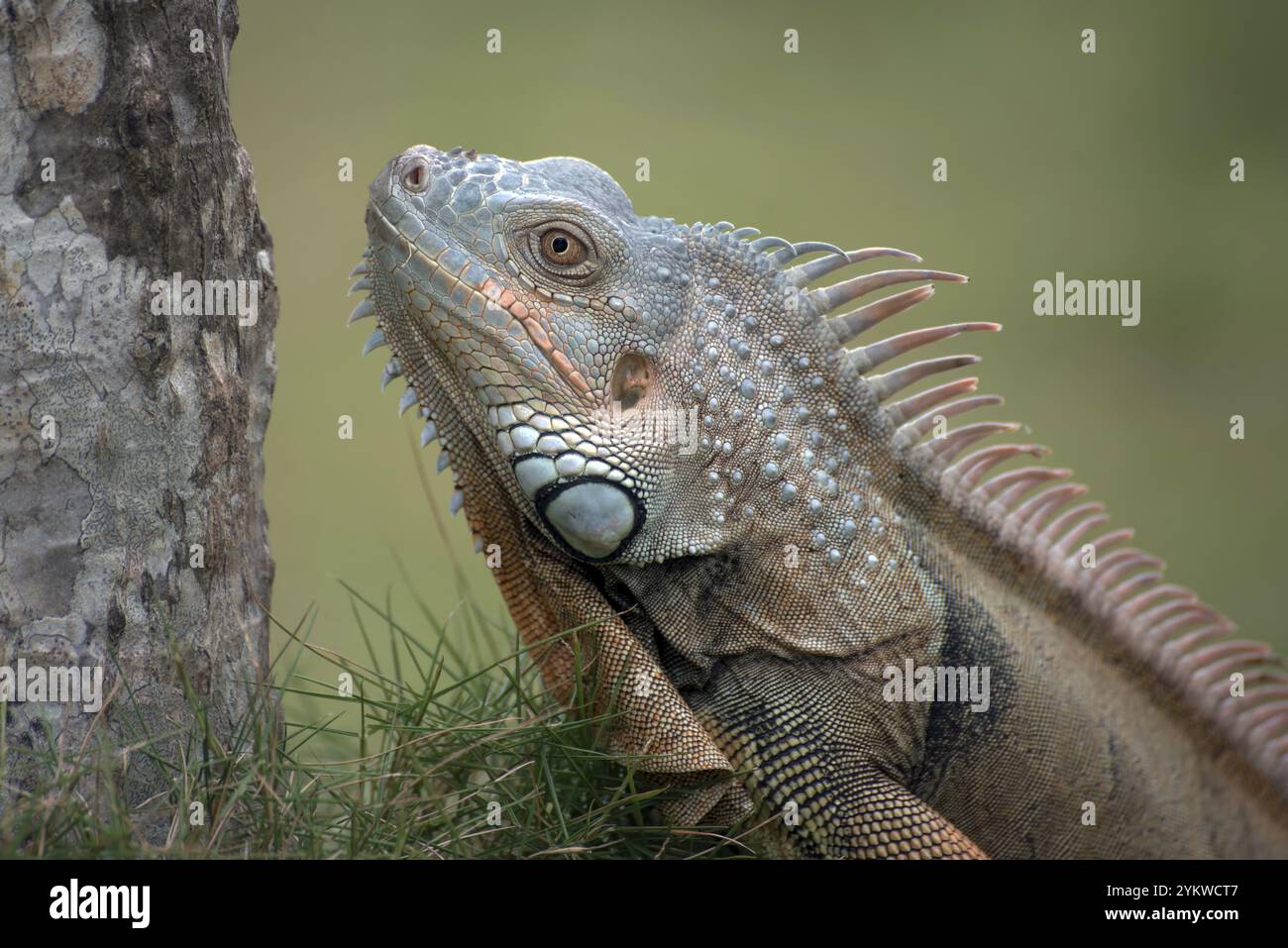Iguana wilderness rainforest rain hi-res stock photography and images ...