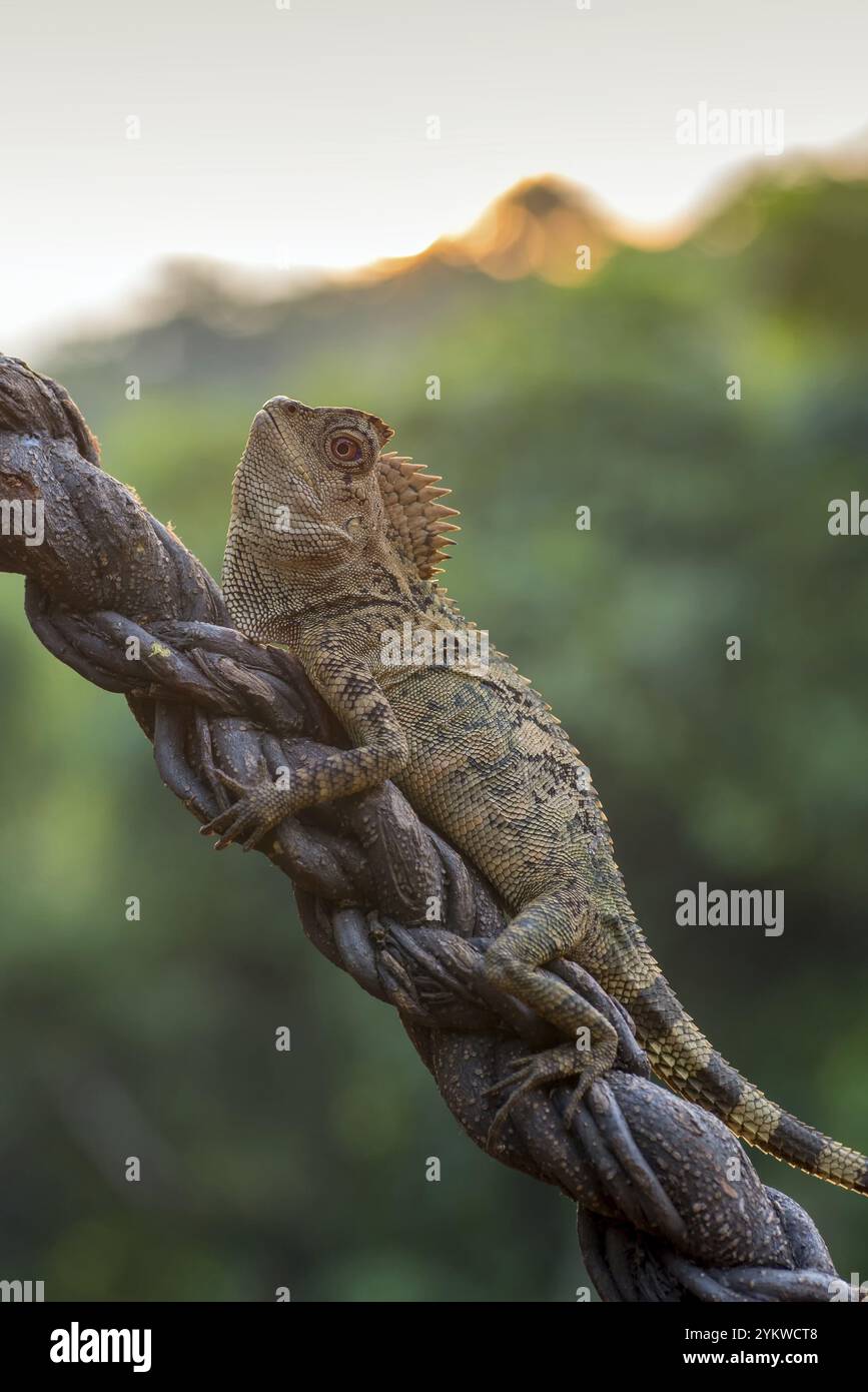 Lizards in tree hi-res stock photography and images - Alamy