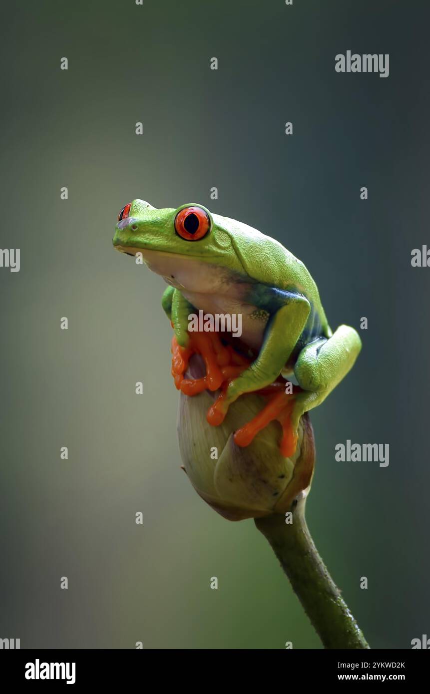 Red eyed tree frog sitting on lotus flower Stock Photo - Alamy