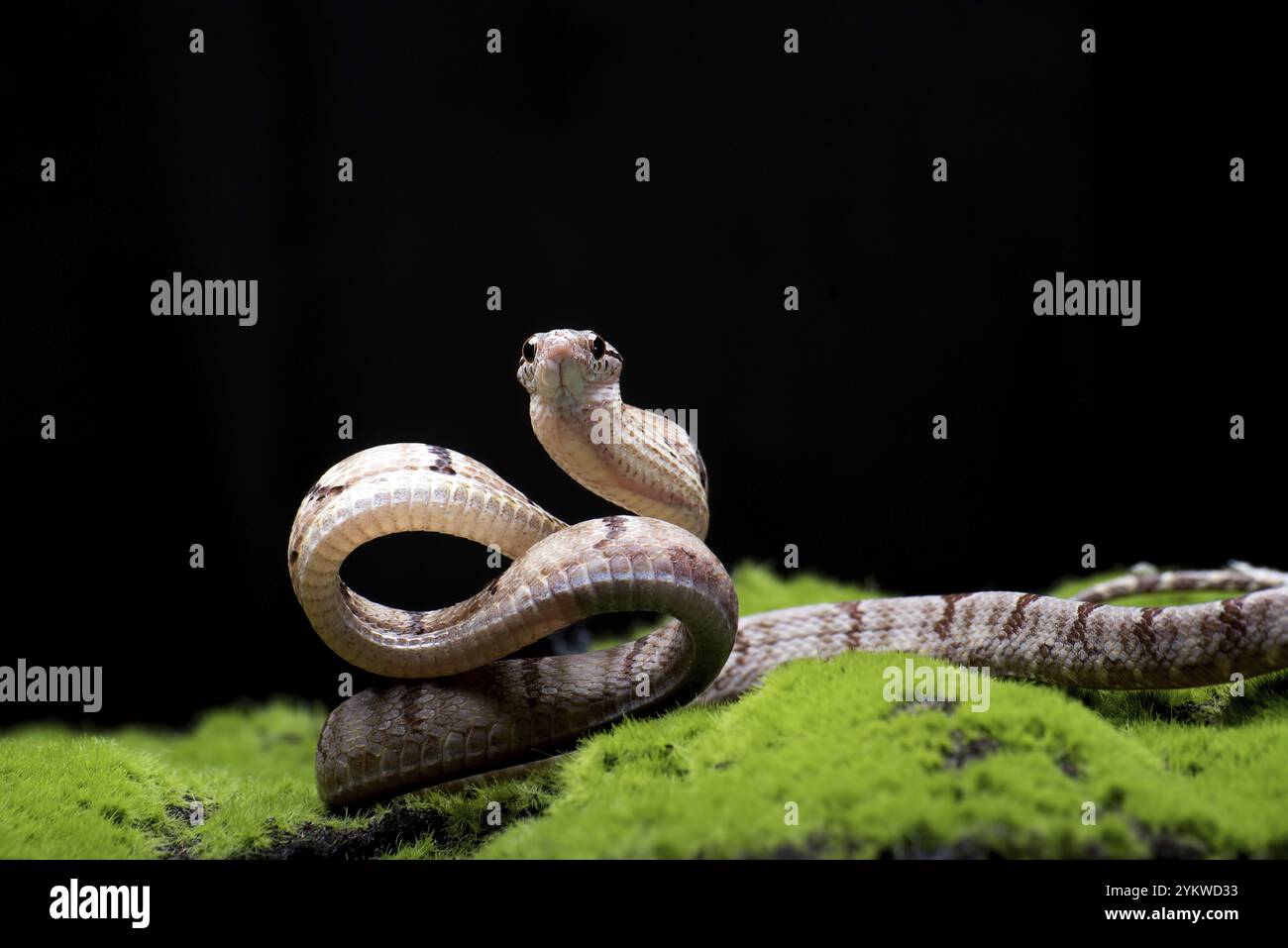 Dog-toothed Cat Snake in attack position Stock Photo - Alamy
