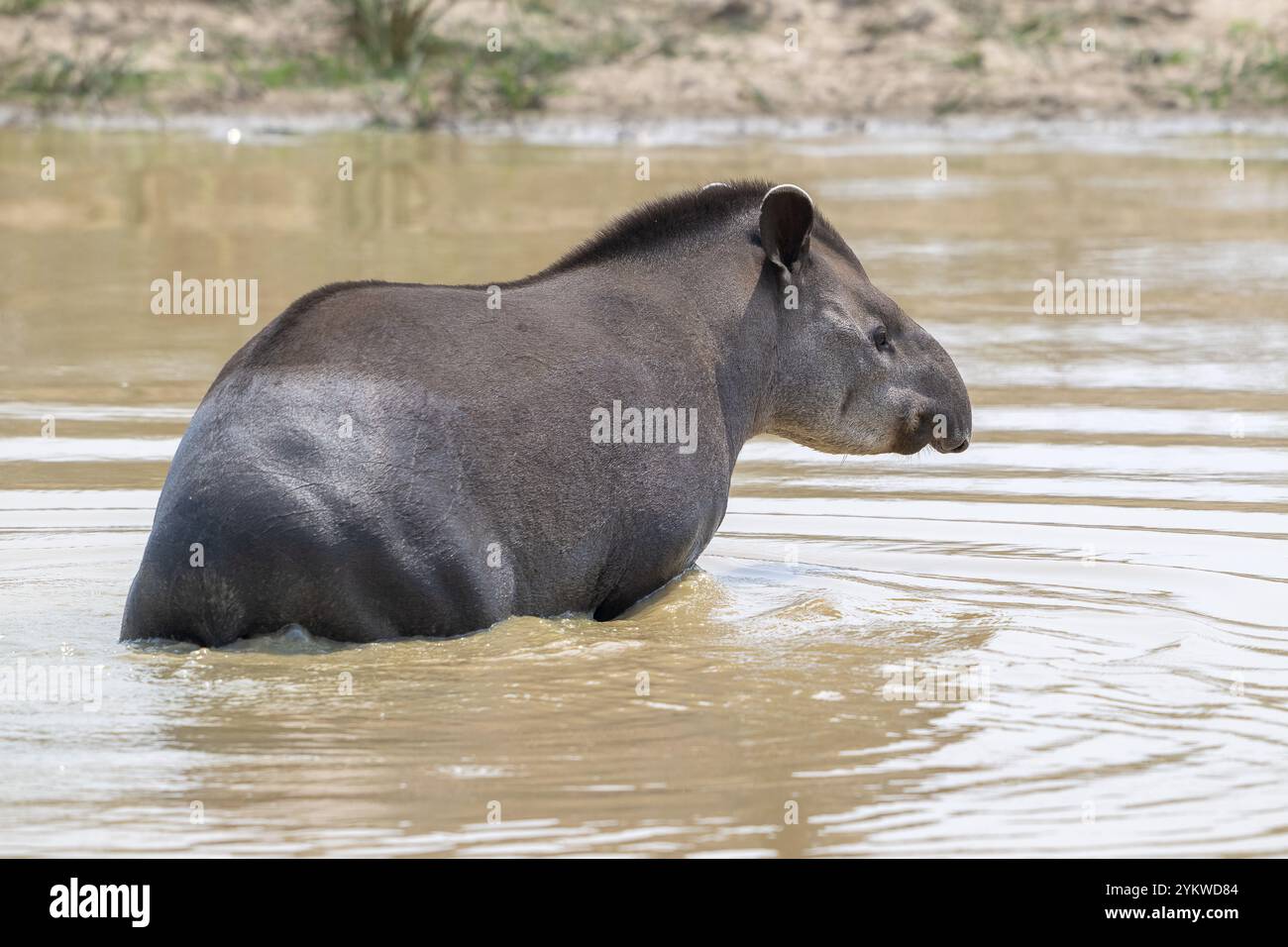 Lowland tapir (Tapirus terrestris), taking a bath, cooling off in the ...