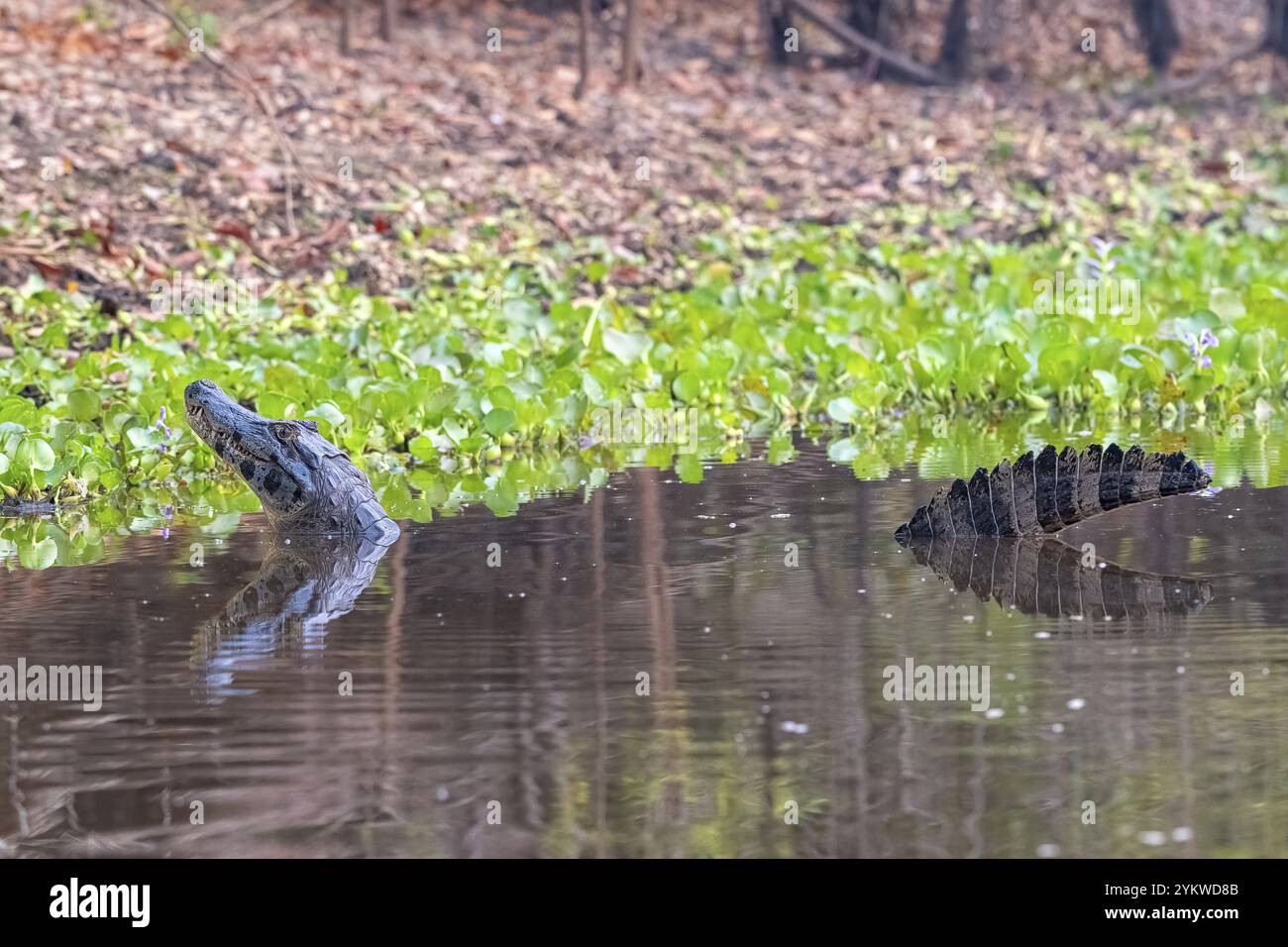 Spectacled caiman (Caiman crocodilus yacara), Alligator (Alligatoridae ...