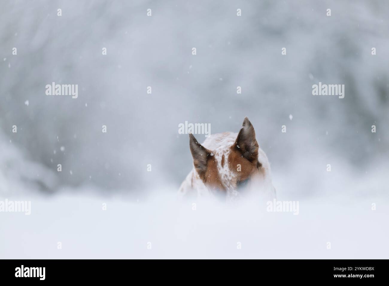 The snow dog hi-res stock photography and images - Alamy