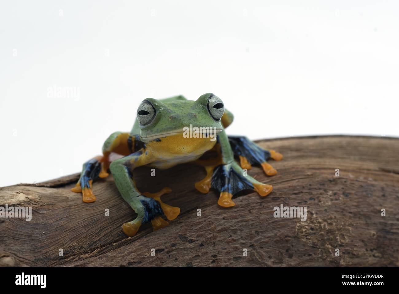 Green flying frog isolated in white background Stock Photo - Alamy