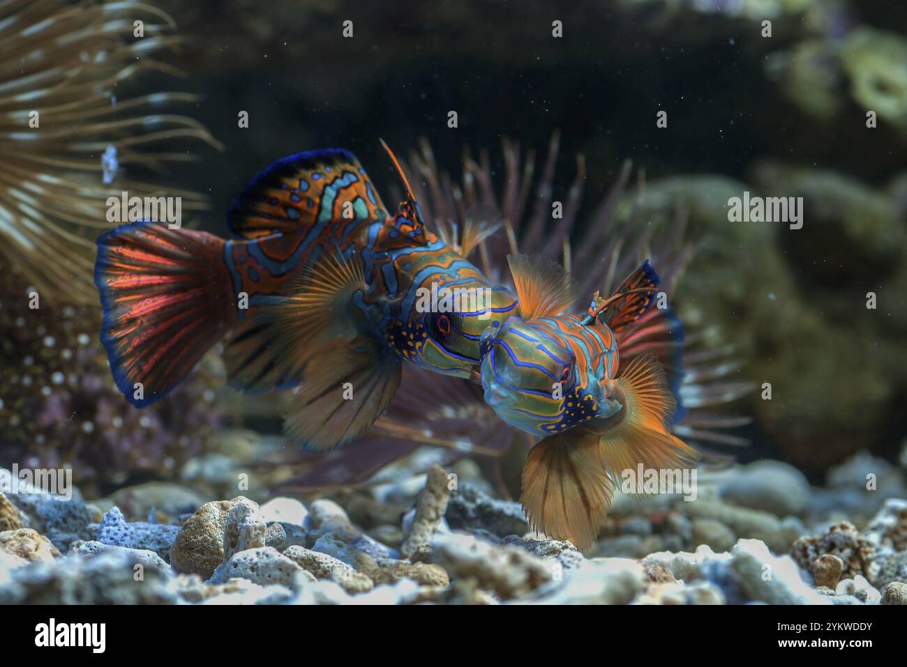 Mandarin dragonet synchiropus splendidus hi-res stock photography and ...