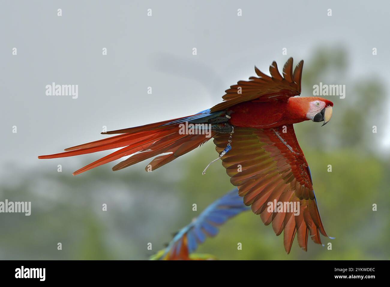 Macaw parrots fly freely in the sky Stock Photo - Alamy