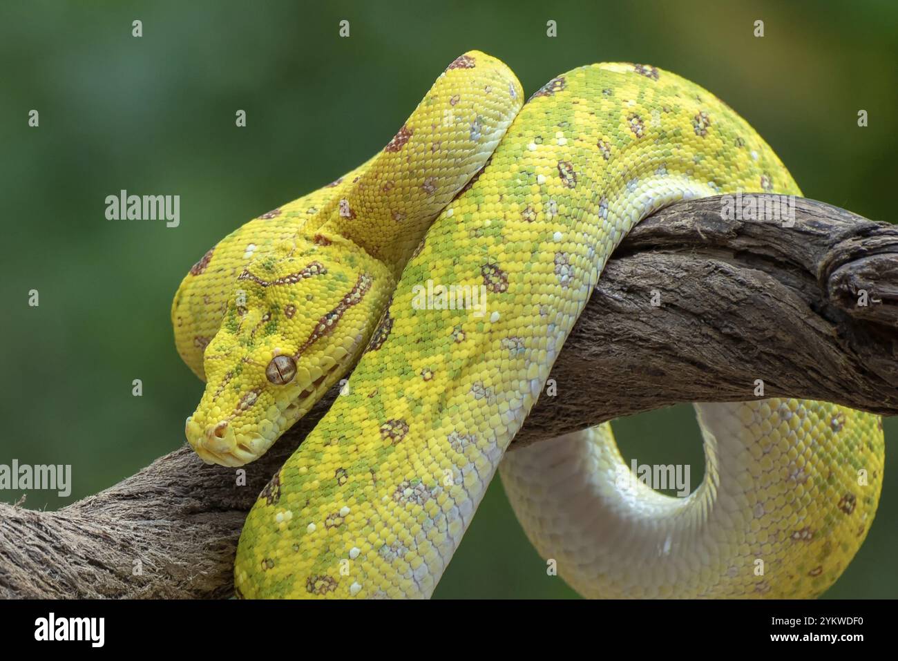 Trees and serpents hi-res stock photography and images - Alamy