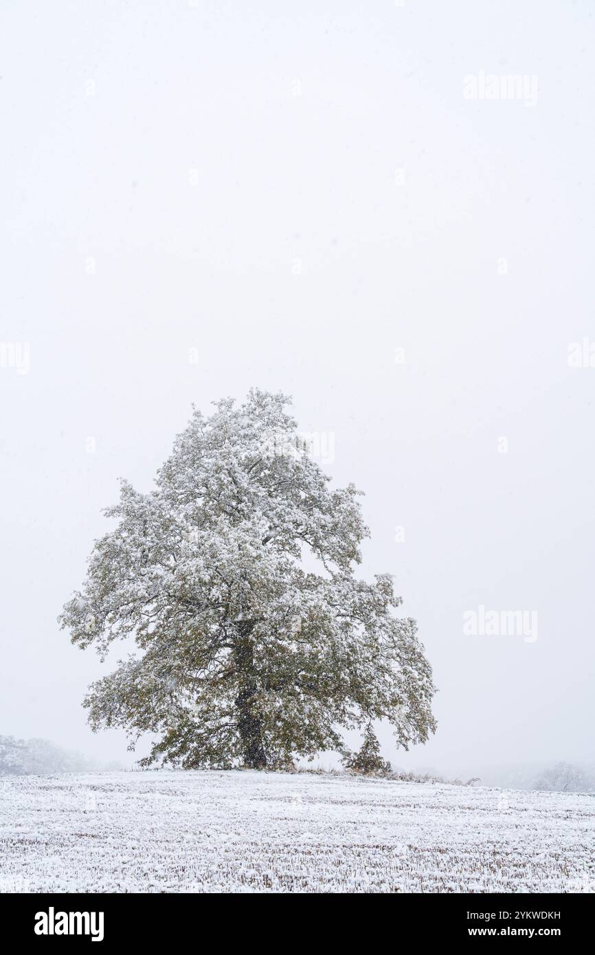 Tree in a field in a Winter scene during a blizzard in portrait ...