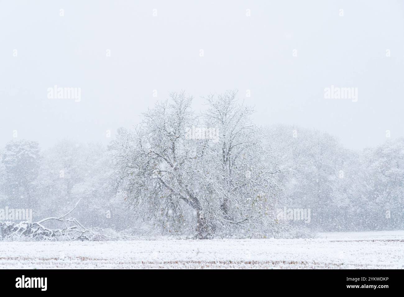 Tall tree in a field as snow is falling Stock Photo - Alamy