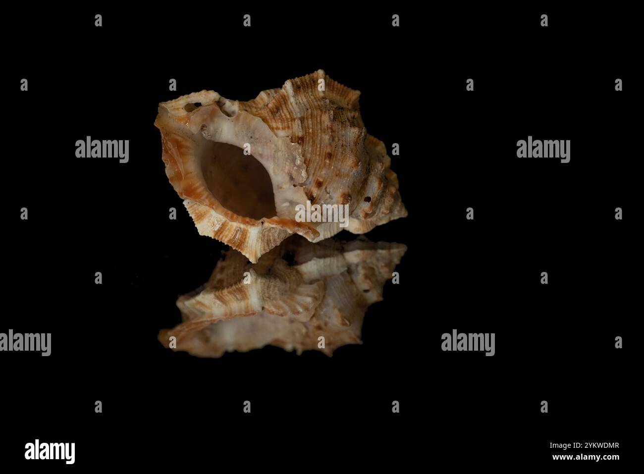 Minimalistic photo of a shell hi-res stock photography and images - Alamy
