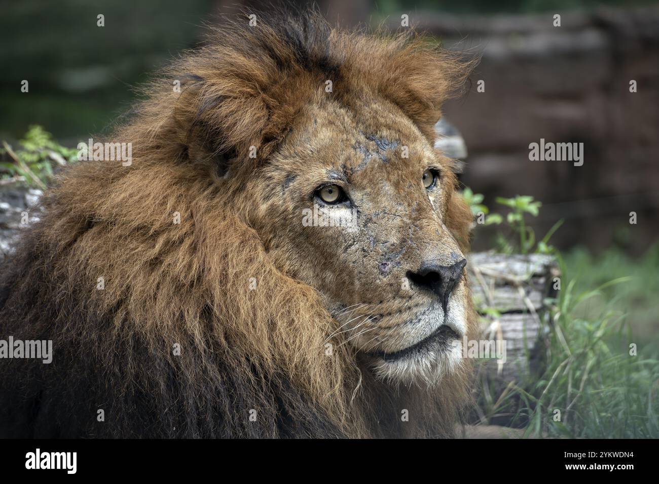 Close up photo of a african lion Stock Photo - Alamy