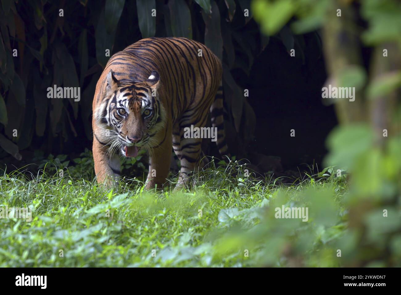 Male bengal tiger looking into camera hi-res stock photography and ...