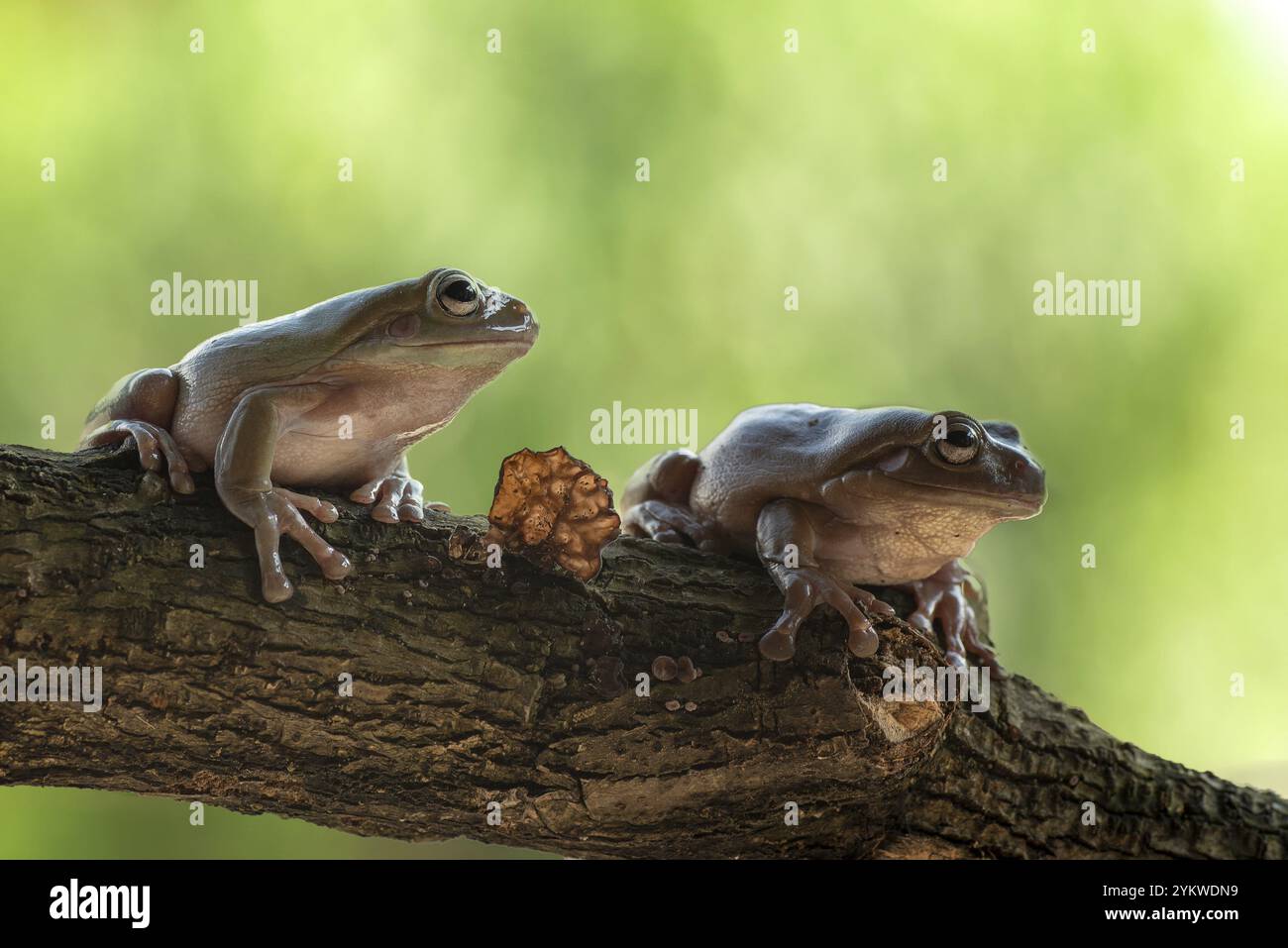 White-lipped tree frog Stock Photo - Alamy