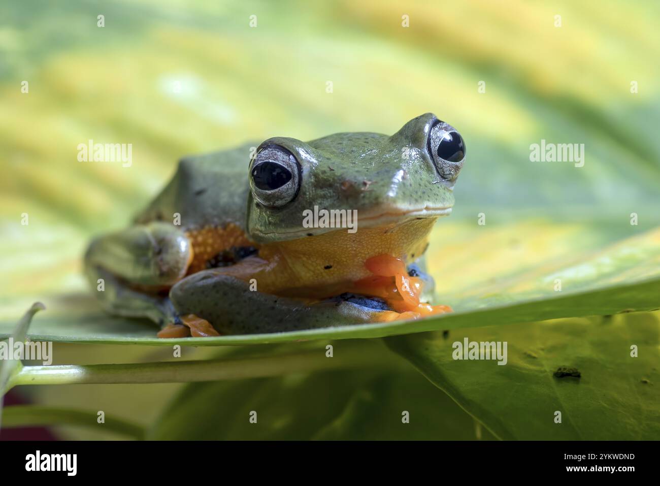 Black-webbed tree frog on a tree branch Stock Photo - Alamy