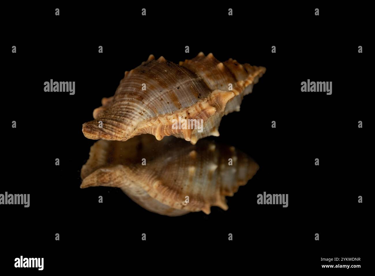 Shell photograph hi-res stock photography and images - Alamy