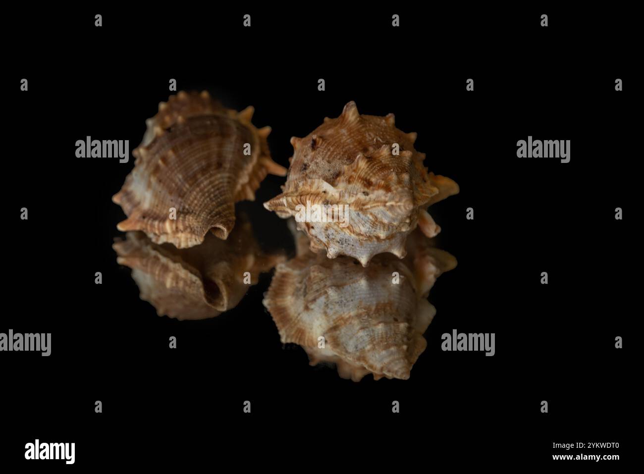 Shell photo hi-res stock photography and images - Alamy