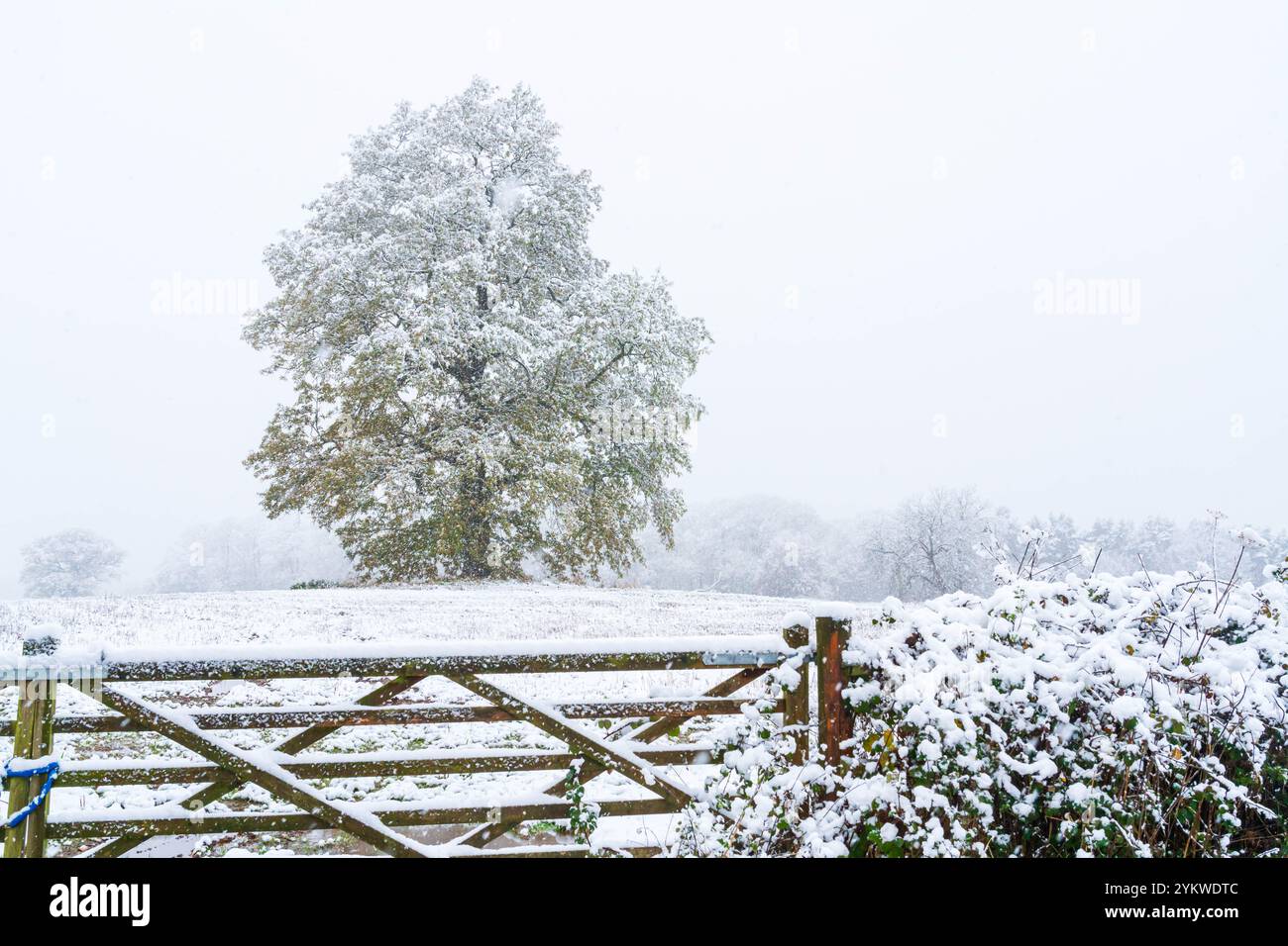 Rural snow scene with a gate to a field and trees covered in snow ...